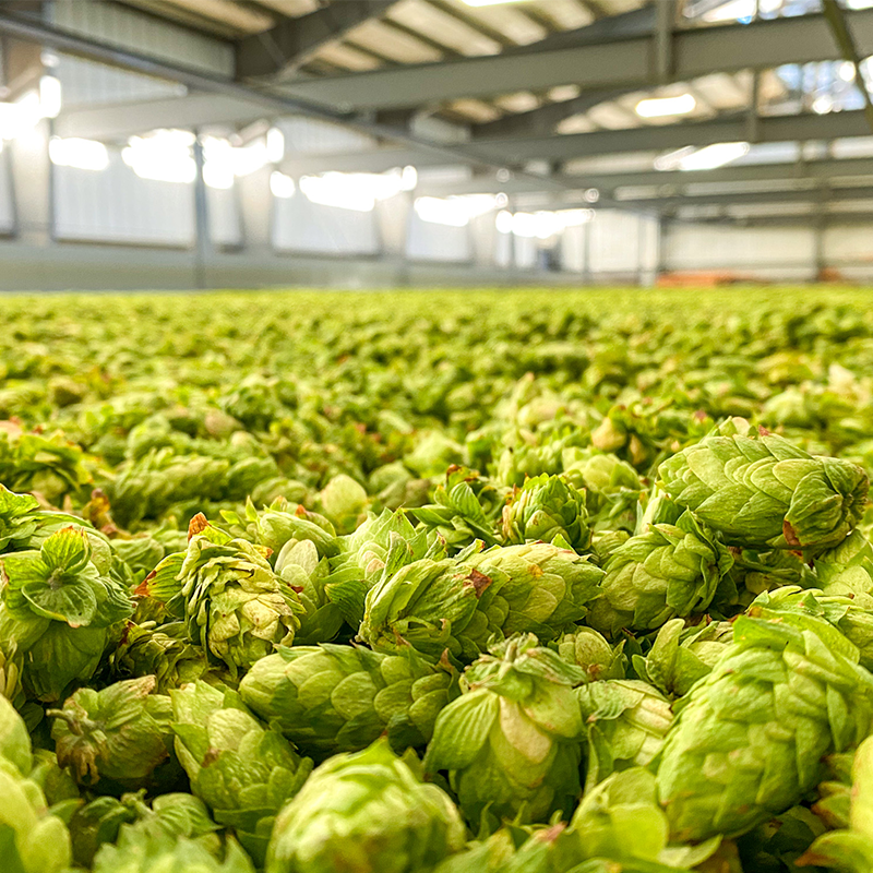 O premiado Cascade da CLS, a caminho do Brasil. – Hops Company