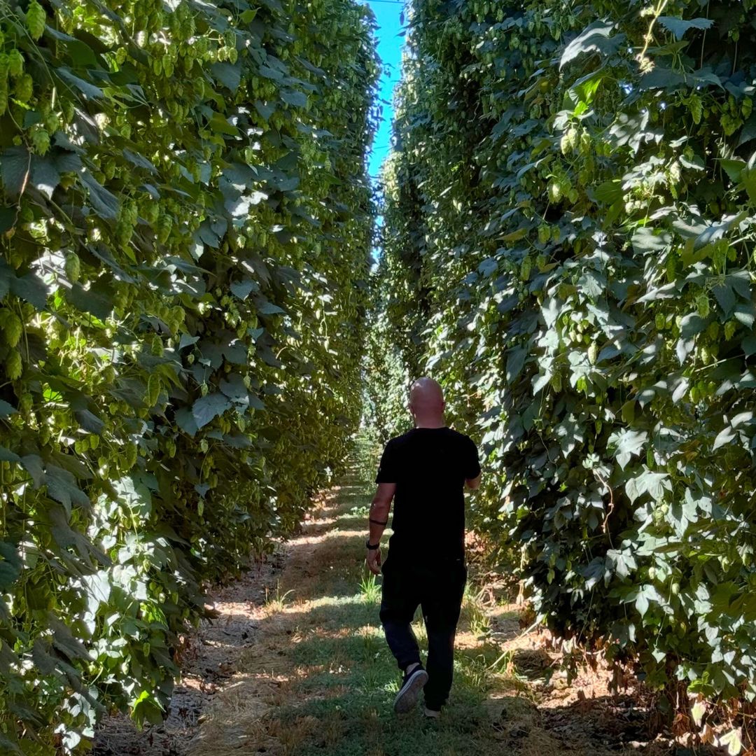 The Unique Aspects of Hops: How Region and Harvest Time Influence Flav ...